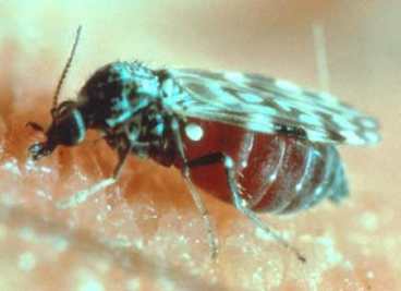 Biting Midges: The Vampire Gnats of the Insect World - Owlcation