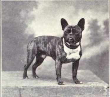 What Happened to Pets and Crop Animals on the Titanic in 1912, and Best ...