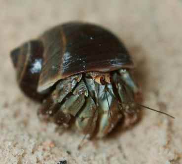 6 Common Pet Hermit Crab Species: Identification Guide - PetHelpful