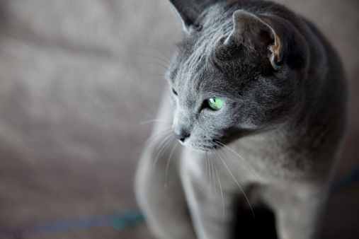 14 Best Hypoallergenic Cat Breeds for People With Allergies - HubPages