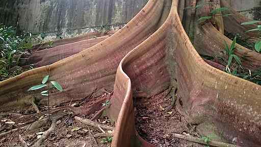 How Do Roots Work Functions Structure And Human Uses Hubpages