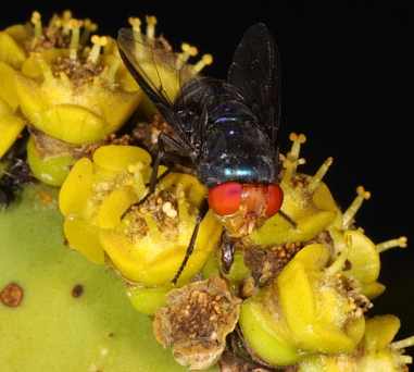 6 Agents of Pollination - HubPages