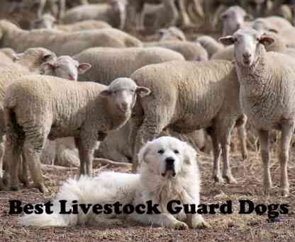 The 5 Best Livestock Guard Dogs for Sheep, Goats, and Other Herds ...