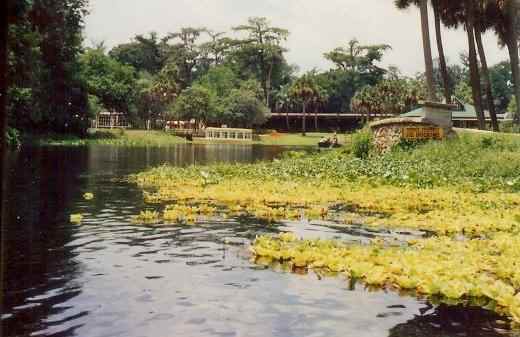 Silver Springs State Park in Florida (The Setting for "Tarzan") - HubPages