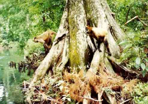 Silver Springs State Park in Florida (The Setting for "Tarzan") - HubPages