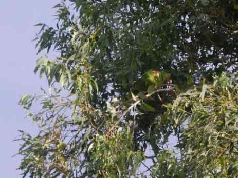 Wild Parrots of Southern California: Red-Crowned Parrots - HubPages