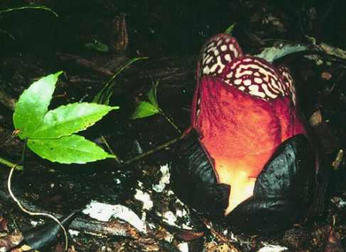 Rafflesia – Queen of Parasites and the Biggest Flower on Earth - HubPages