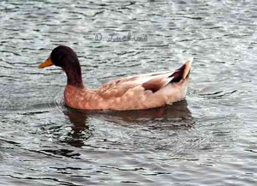 Life of Dumped Duckies - HubPages