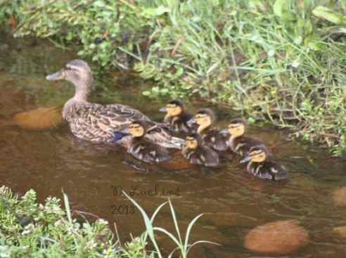 Wild baby ducks! - HubPages