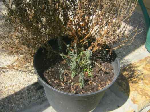 How to Care for Mums in Spring - Dengarden