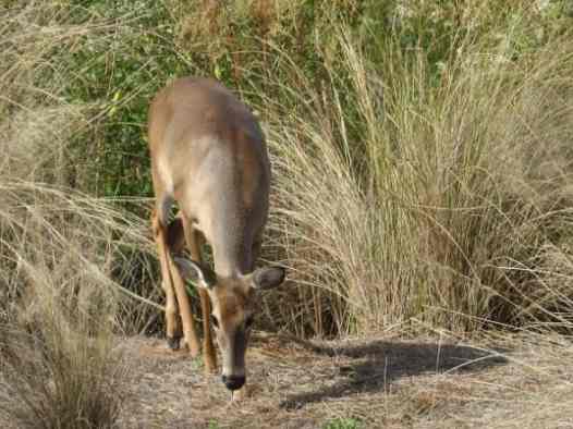 Florida Wildlife on the Golf Course - HubPages