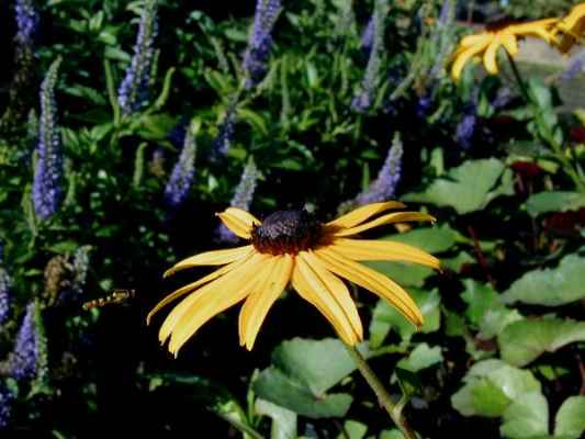 11 Best Native Midwest Flowers to Revive the Environment - HubPages