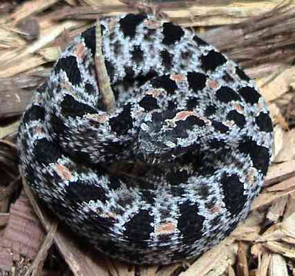 The Many Venomous Snakes of the Midwest - HubPages