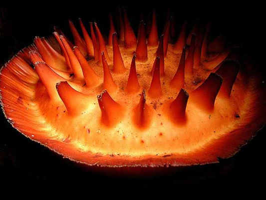 Rafflesia – Queen of Parasites and the Biggest Flower on Earth - HubPages