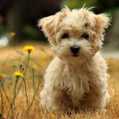 Top 10 Most Popular Cross-Breed Dogs - HubPages