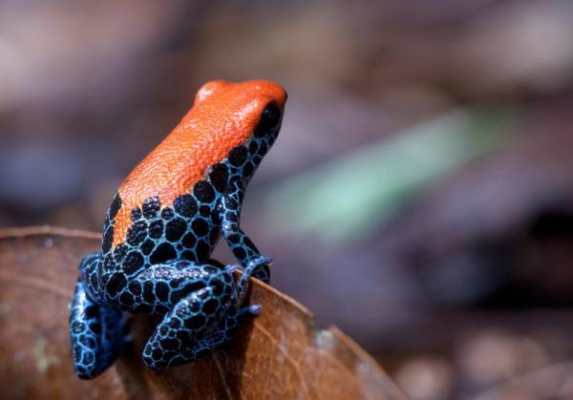 Animals that Hide : The Science of Mimicry and Camouflage - HubPages