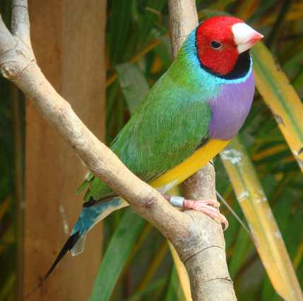 10 Most Colourful Songbirds in the World and Their Songs - Owlcation