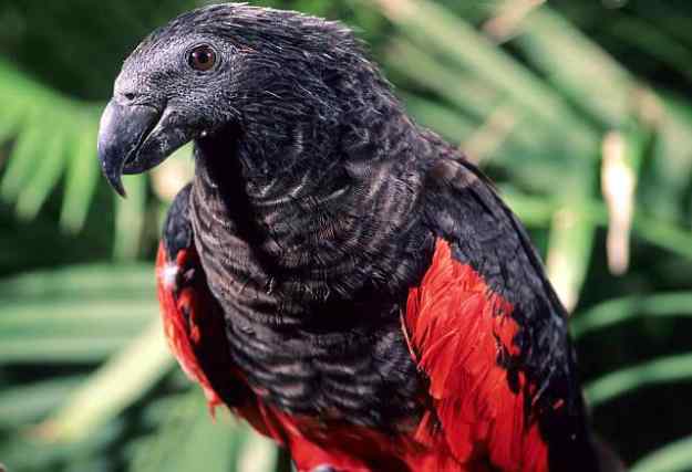 20 Awesome Birds You've Never Heard Of - HubPages