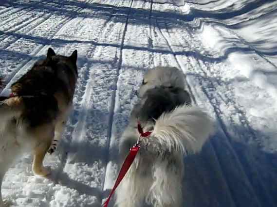 Dog-Friendly Sno-Parks & Trails in Central Oregon - HubPages