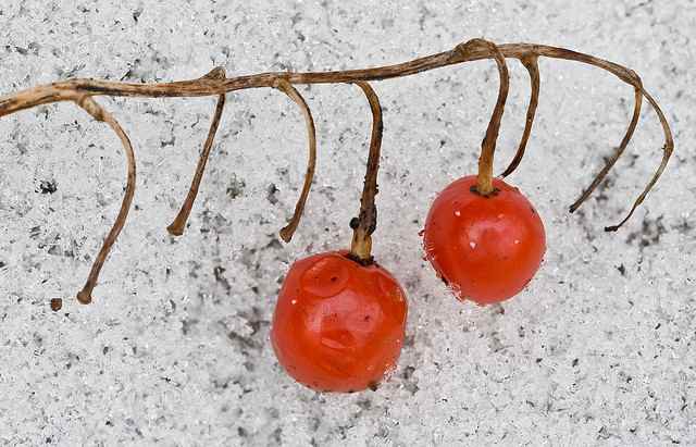 7 Most Poisonous Berries (With Photos and Descriptions) - Owlcation