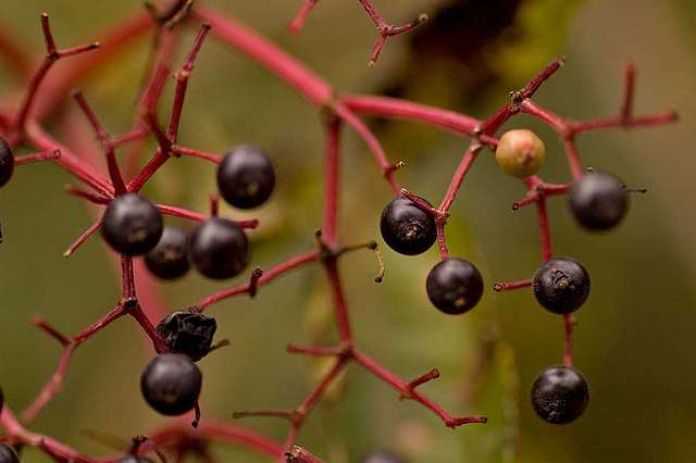 7 Most Poisonous Berries (With Photos and Descriptions) - Owlcation