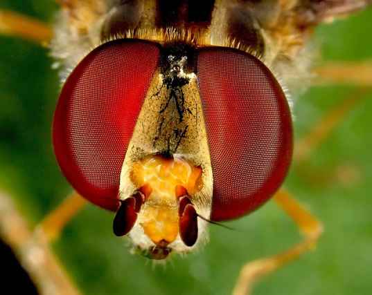 64 Macrophotography / Microphotography of Flying Insects or Bugs ...