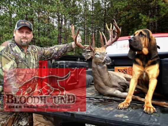 The 10 Best Gun Dogs - HubPages