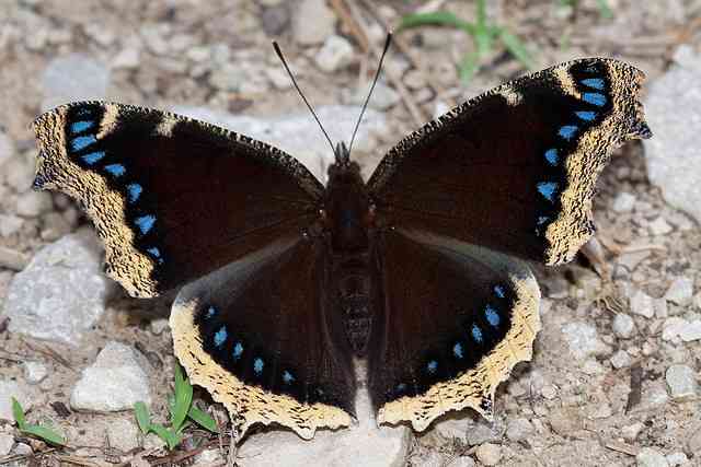 Top 10 Beautiful Butterflies of the Usa - Owlcation