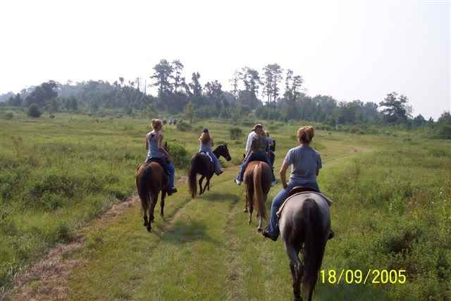 Different types of horse disciplines - HubPages