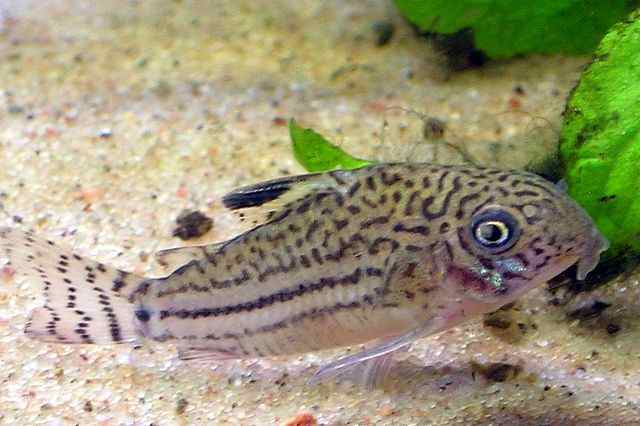 Fish That Don't Have Scales - HubPages