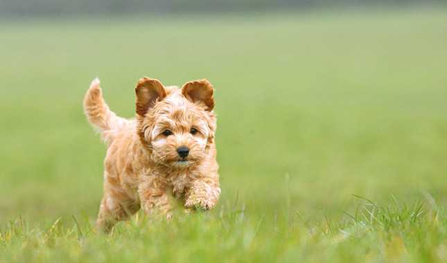 Top 10 Most Popular Cross-Breed Dogs - HubPages