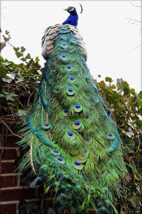 The Amazing Peacock: Facts and Photos - HubPages