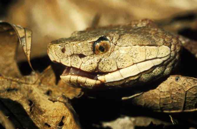 The Many Venomous Snakes of the Midwest - HubPages