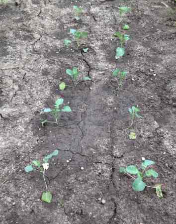 Growing Broccoli in Ohio - HubPages