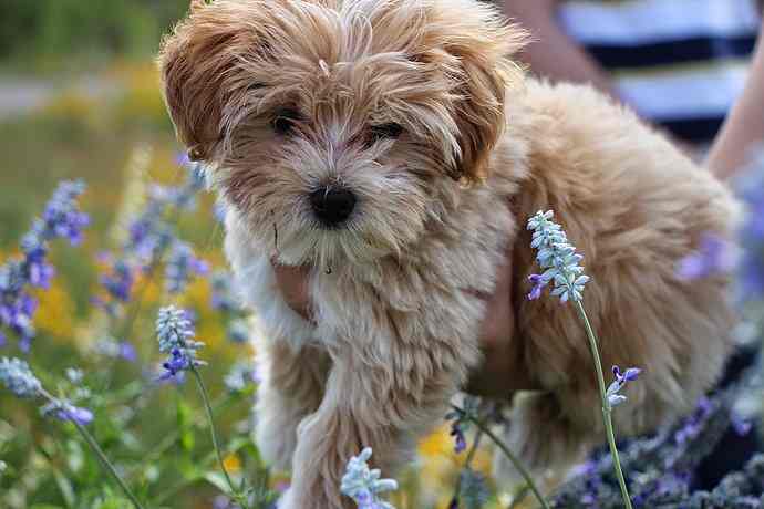 Top 10 Most Popular Cross-Breed Dogs - HubPages