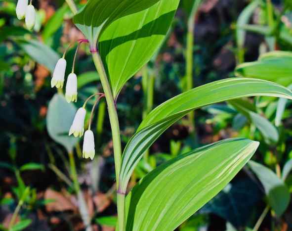 How to Grow and Use Solomon's Seal - HubPages
