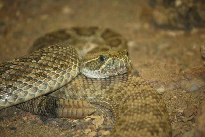 The Many Venomous Snakes of the Midwest - HubPages