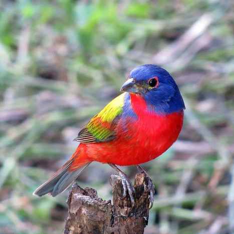 10 Most Colourful Songbirds in the World and Their Songs - Owlcation