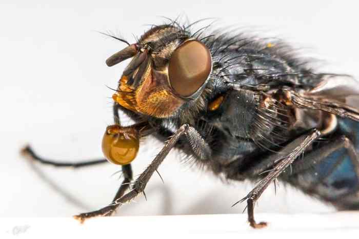 Bugs Up Close and Why We Are Glad They're Small - HubPages