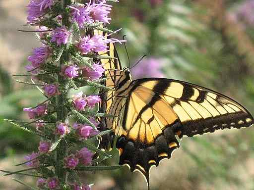 6 Agents of Pollination - HubPages