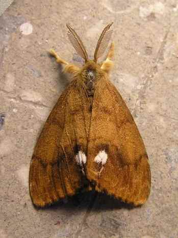 The Vapourer Moth: Wingless Females and Hairy Caterpillars - HubPages