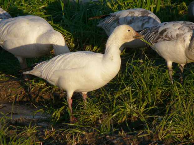 A Complete Guide to British Swans and Geese - Owlcation