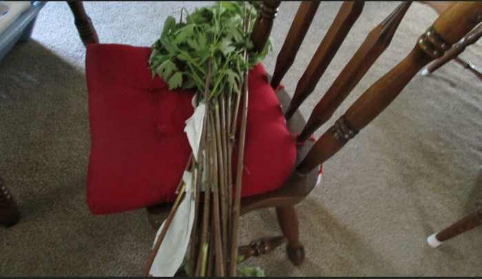 Beautiful Basketry From Maple Suckers: Minnesota Crafting - HubPages