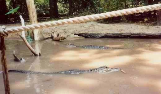 Silver Springs State Park in Florida (The Setting for "Tarzan") - HubPages