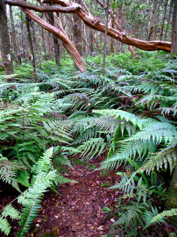 Hawaii Road Trip: Kalopa Native Forest State Park on the Big Island ...