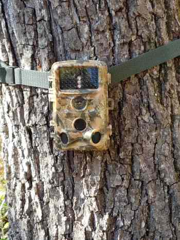 Backyard Wildlife Viewing: A Trail Camera Comparison - HubPages