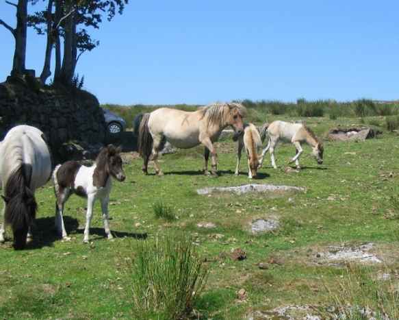 Two of the World's Rarest Pony Breeds: Dartmoor and Exmoor - Owlcation