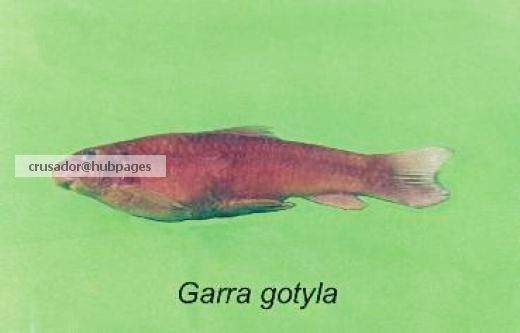 Different Types of Fishes Found in India: Photographs With Habitat ...