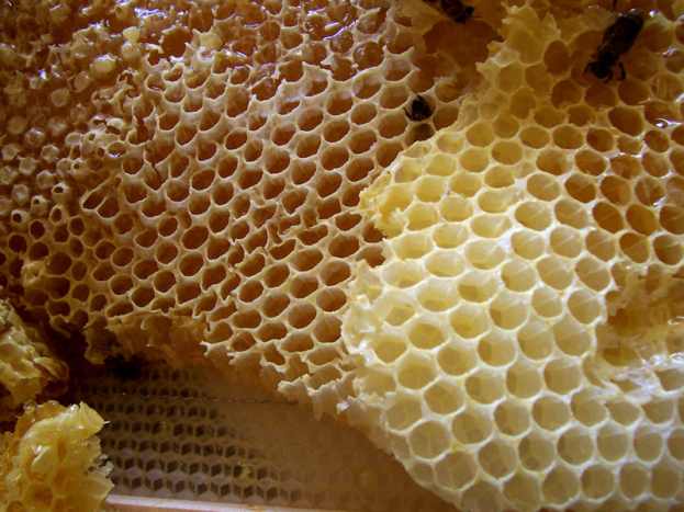 How do Honeybees Make Honey - HubPages