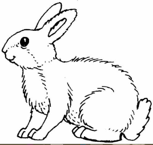 city wildlife coloring pages